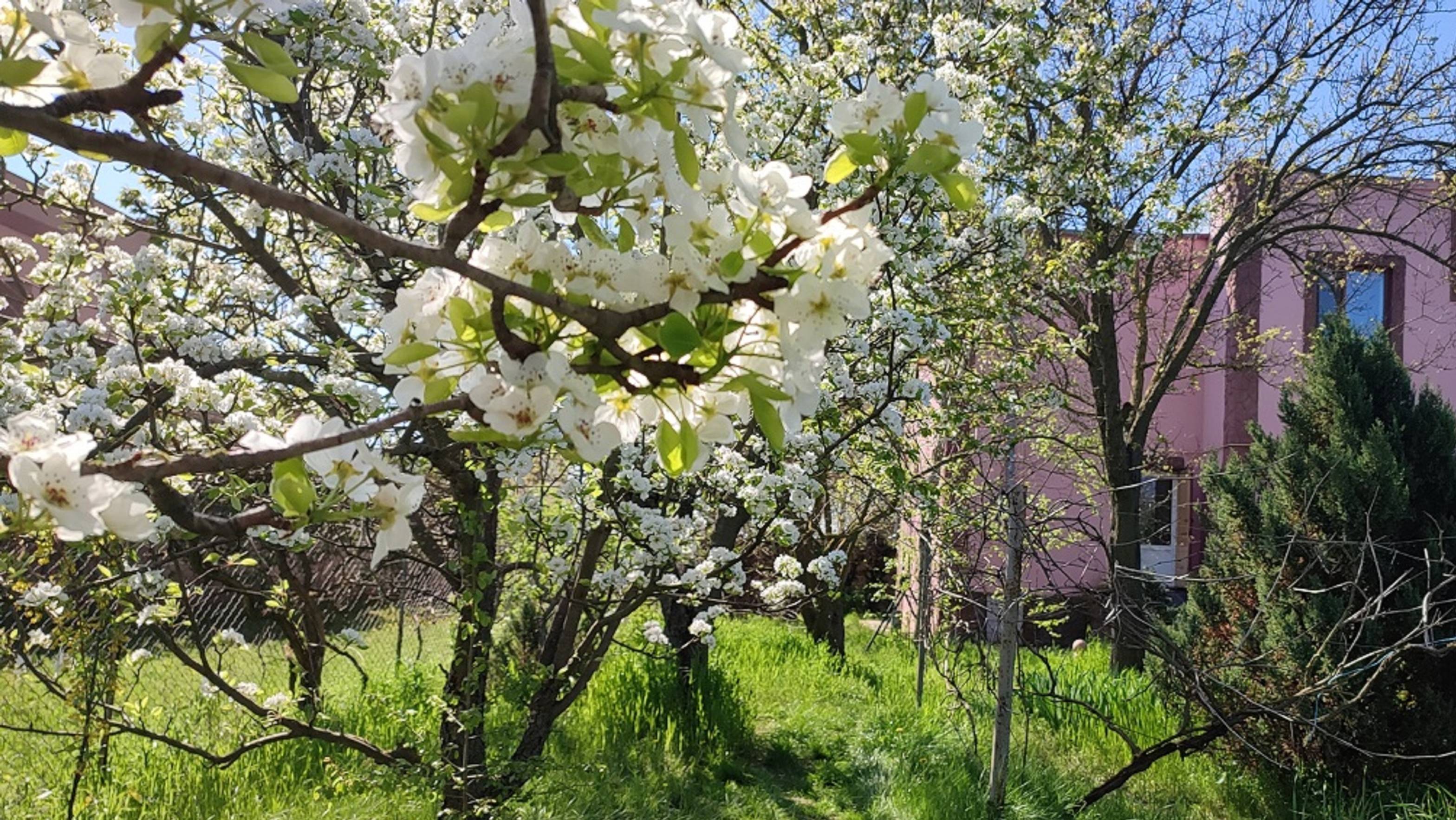 молитвы садоводства 1