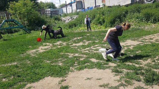 Весёлые старты 25.06.2023 в Центре специальной дрессировки собак от Сергея Суворина