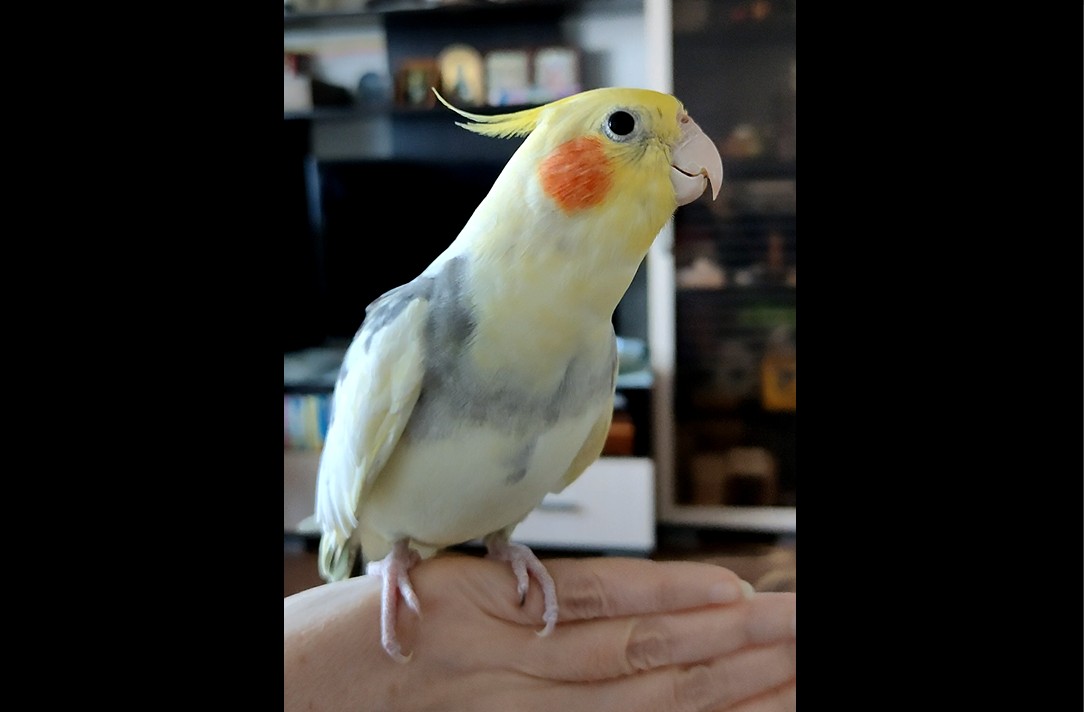 Утренние песни...