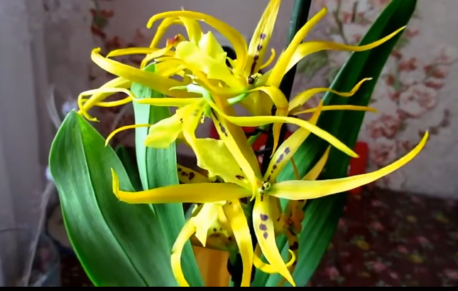 Орхидея новинка.  Брассия-паук. Оранжевое ВосхищениеBrassia Orange Delight.mp4