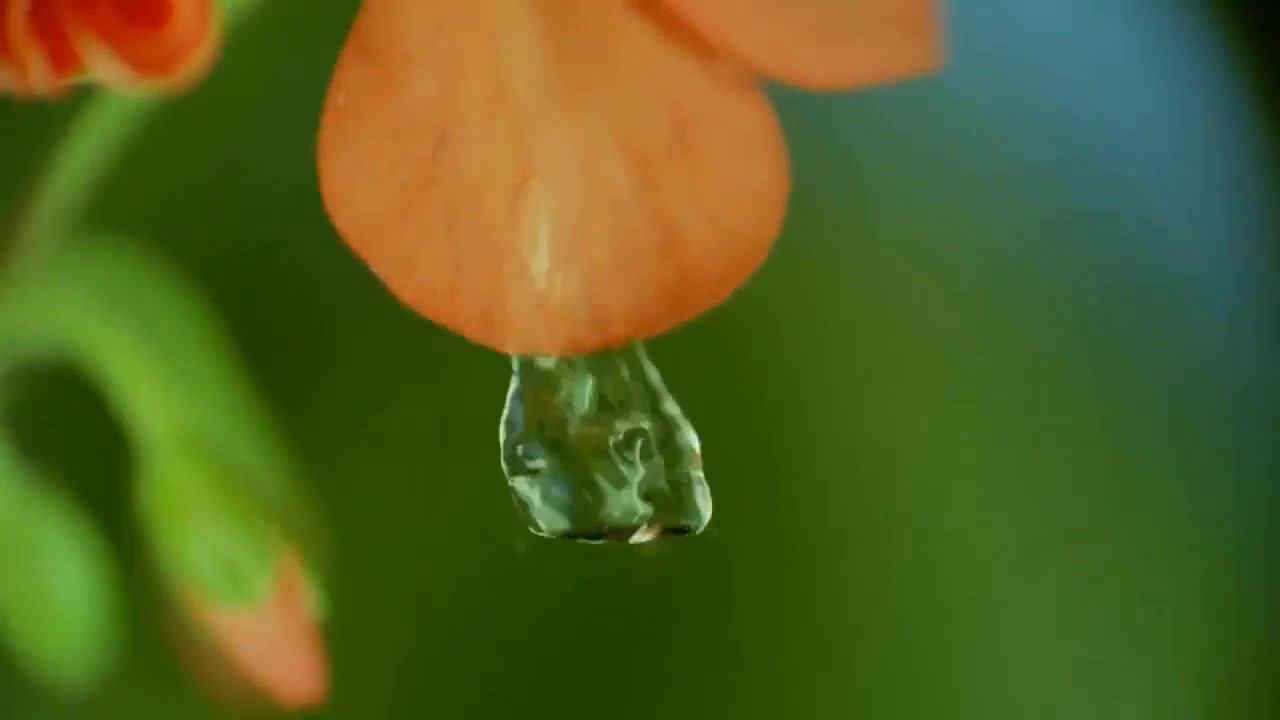 Футаж капли со цветка