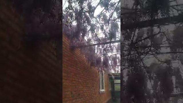 Глициния в самом цвету!