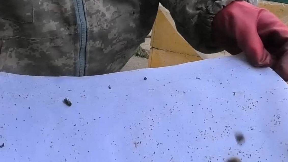 ПОВТОРНАЯ ОБРАБОТКА ПЧЕЛИНЫХ СЕМЕЙ