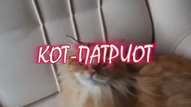 Кот-патриот! Смотрим до конца!
