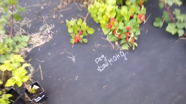 Ред Даймонд -капля крови на ладони!.