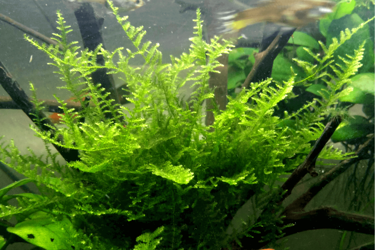 Укоренение растений в яванском мхе (Rooting plants in Javanese moss)