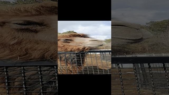 Впервые кормим верблюда??