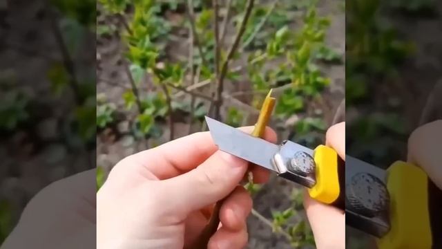 ?? Делаем прививку на плодовых деревьях весной