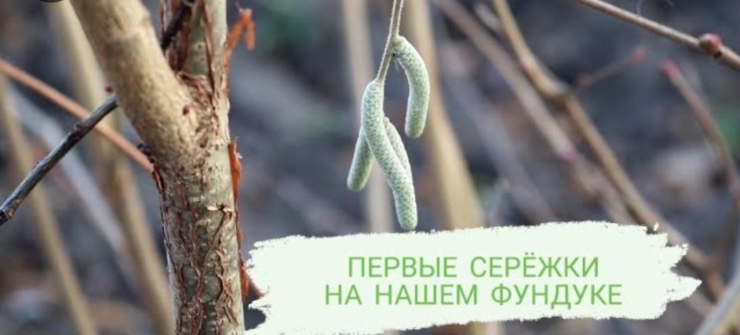 ПЕРВЫЕ  СЕРЁЖКИ НА НАШЕМ ФУНДУКЕ ))) ЖДЁМ ОРЕШКОВ В СЛЕДУЮЩЕМ ГОДУ )))