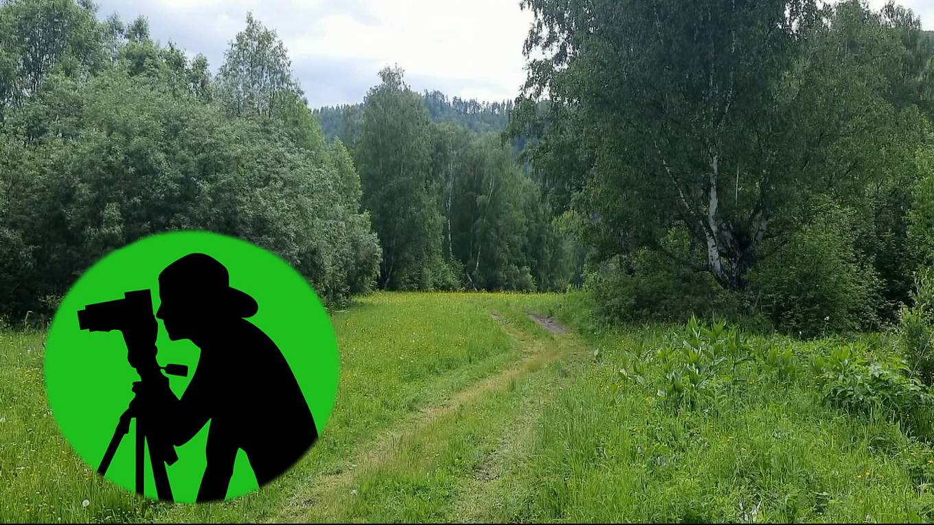 Прекрасное звучание леса / Птицы поют в лесу и наполняют нас позитивной энергетикой и бодростью