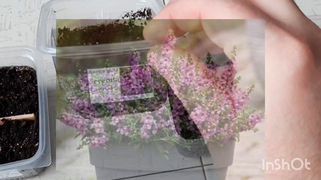 Февральские посевы цветов.