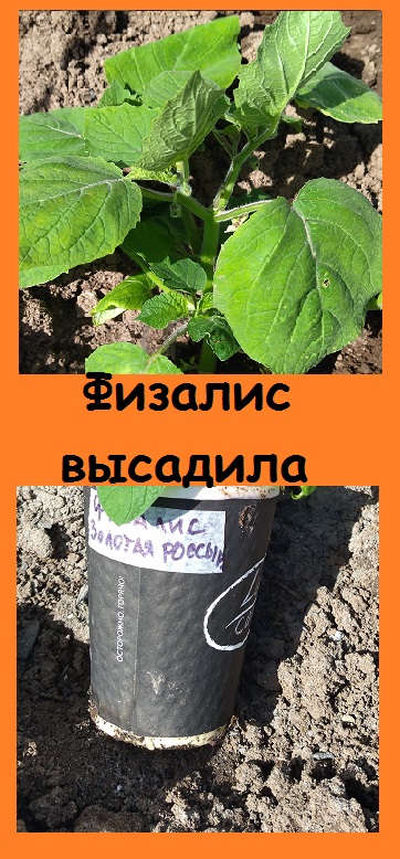 Показываю РАССАДУ ФИЗАЛИСА и правила его посадки в грунт
#дача #огород #garden