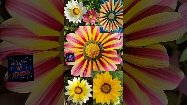 2 вида цветов:_газания_и_гацания @Всё обо всём от Влада.