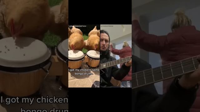 Курицы играют на бонго + Кифнесс