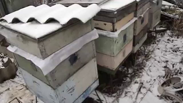 зимовка пчел на воле и зимовка пчел в зимовнике, что выбрать