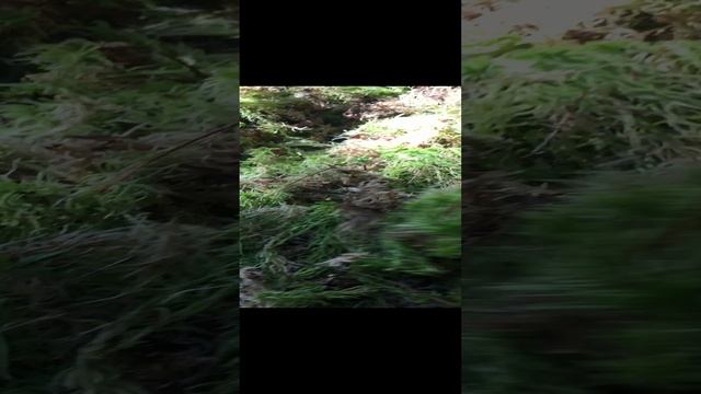 Мох для подушек в улей