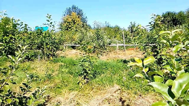 Сорта яблок из Белоруссии - Новое сладкое, Конфетное Коваленковское. Слава Победителям.