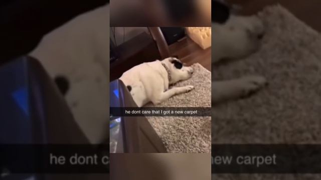 Смешные собаки #2