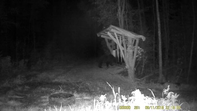 Медведи на кормушке, запечатлённые фото ловушкой. Часть № 22