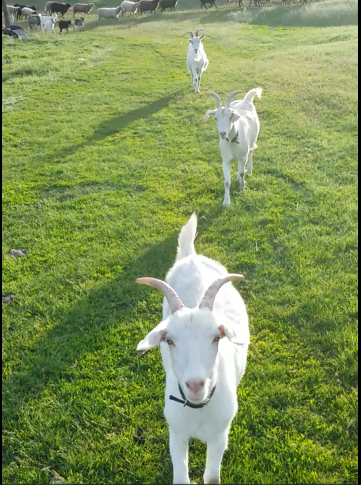 Алюль, Булюль и Егоза