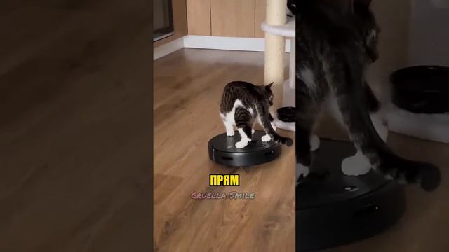 #вирусныевидео / Кот сделал ремонт #юмор #приколы #смех #котики