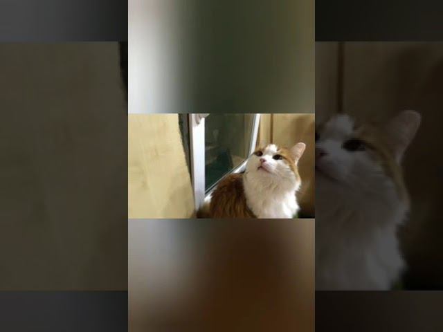 #мурлыканье#приют