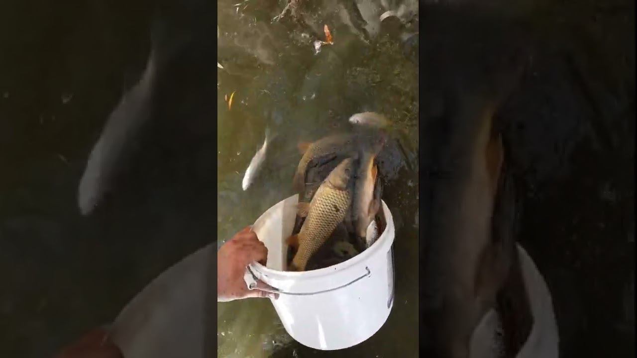Запускаем Рыбу В Пруд Рыбалка в Дагестане