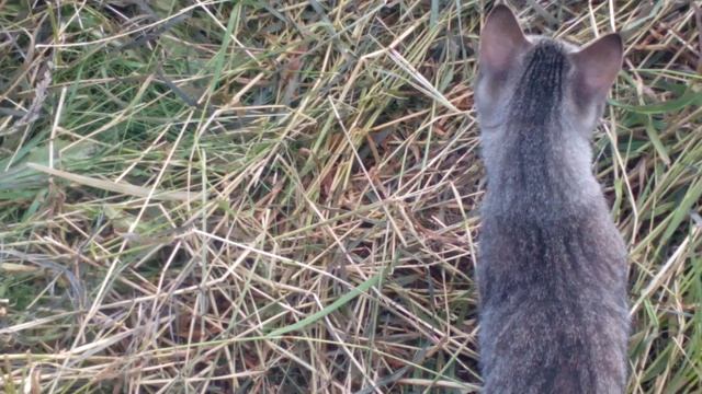 Городская кошка идет первый раз на охоту в деревне