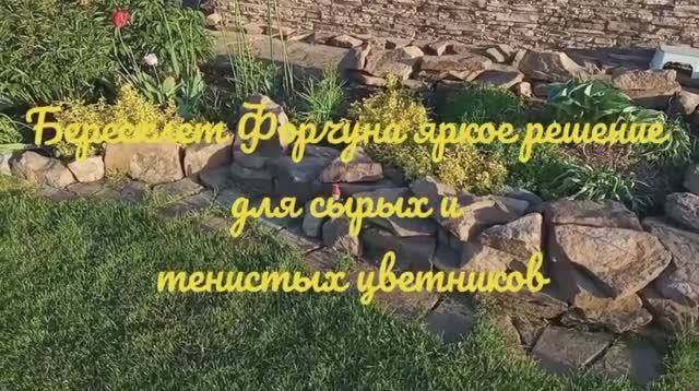 Бересклет Форчуна яркое решение для сырых и тенистых цветников