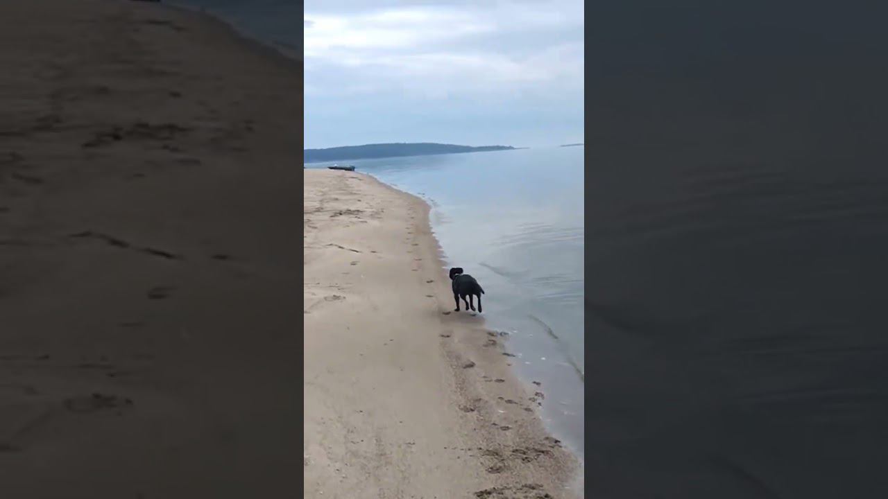 Staffie на пляже English Staffy