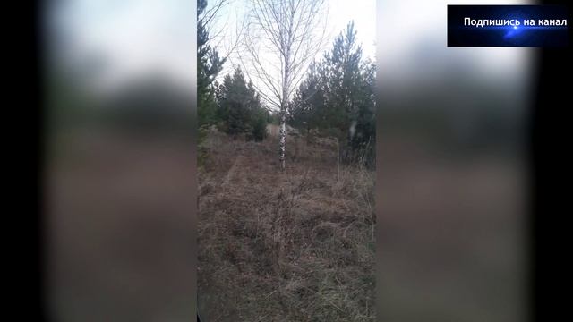 Пестрый дятел на дереве.