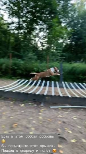 Прыжок бультерьера. Long jump