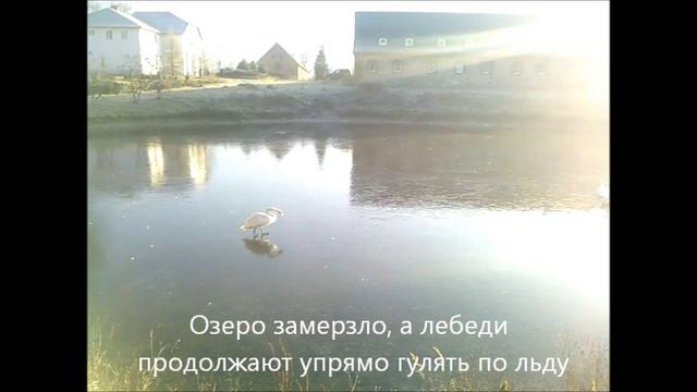 Лебеди гуляют по льду