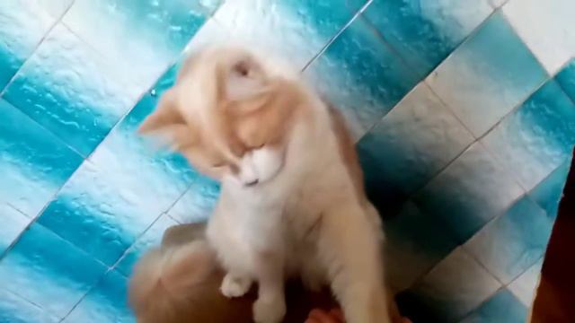 Учу своего кота давать лапу _)