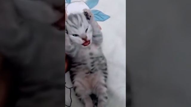 Все любимые котомемы в одном видео!)