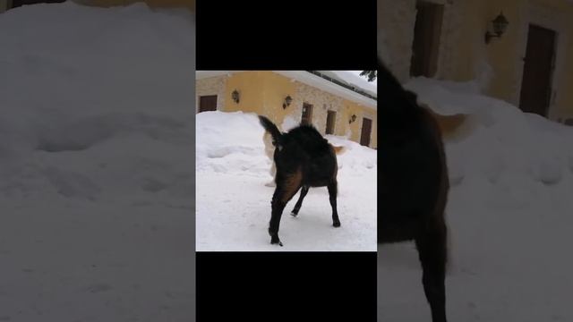 Усадьба Кархула питомник САО.