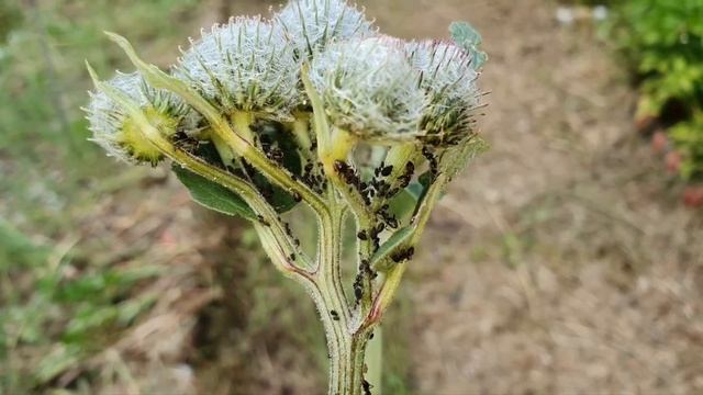 Как МУРАВЬИ ТЛЮ пасут!??.mp4