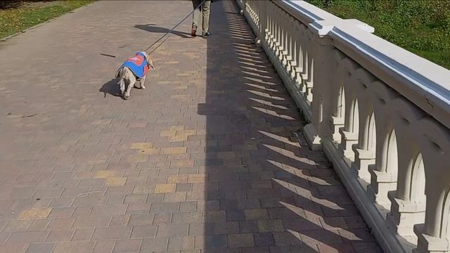 Сочи. Старый, грустный спаниель