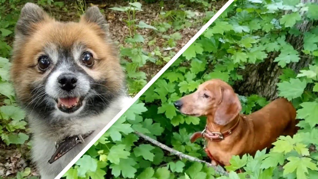 Мы суровые собаки, но хотим на ручки / Радар & Джоли / Привал в лесу