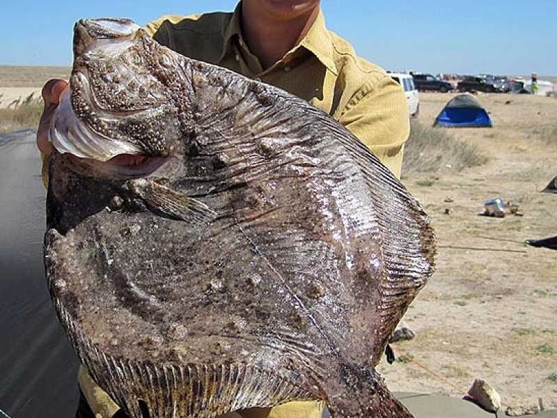 294.Трофеи 82.mp4