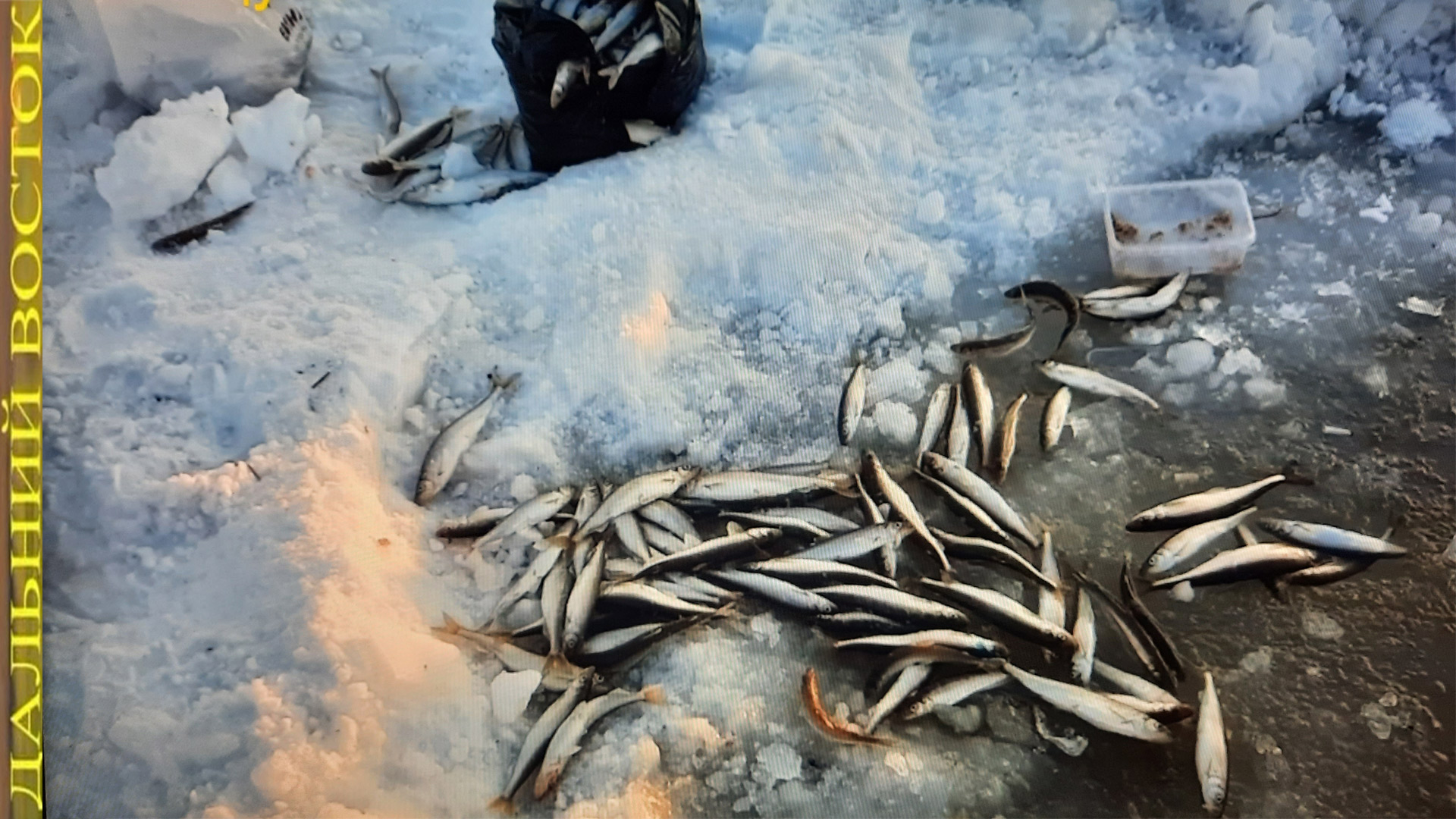 рыбалка на корюшку зубатку. Джаорэ. Часть 7..avi