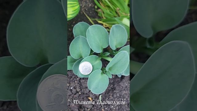 Тайна Хосты Blue Mouse Ears Голубые Мышиные Ушки раскрыта