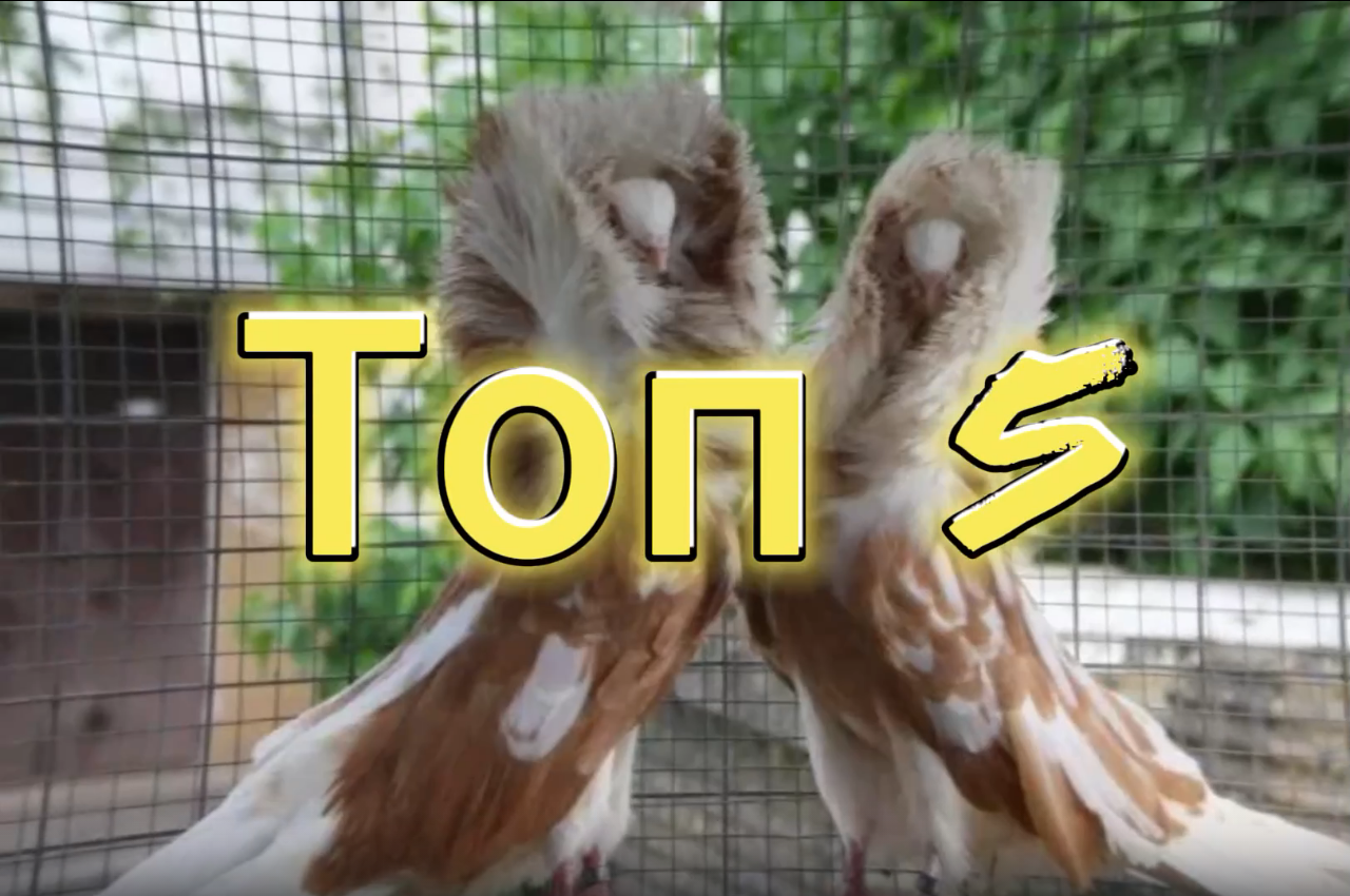 Топ 5 красивых голубей#Топ 5 #Голубь