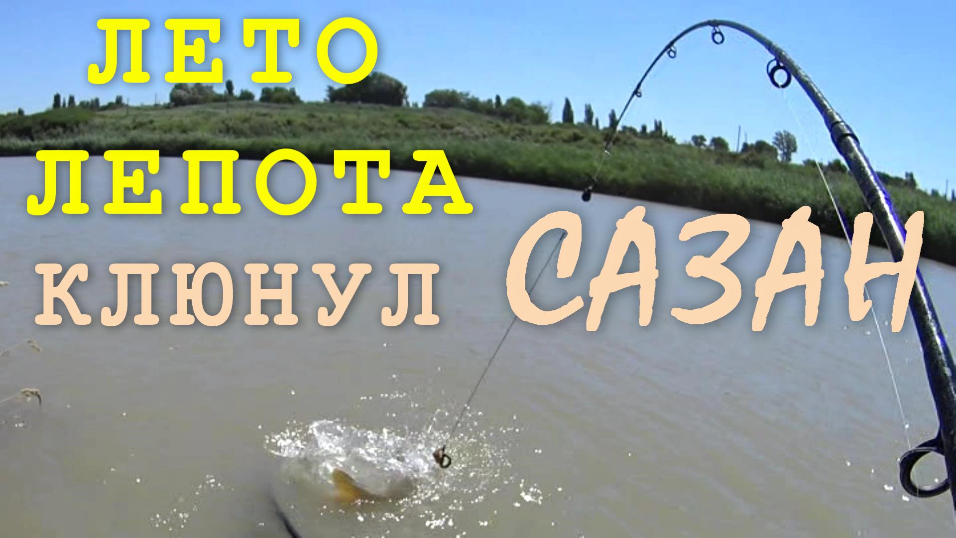 Сазан в июле.