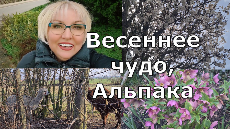 Весеннее чудо,  Альпака .mp4