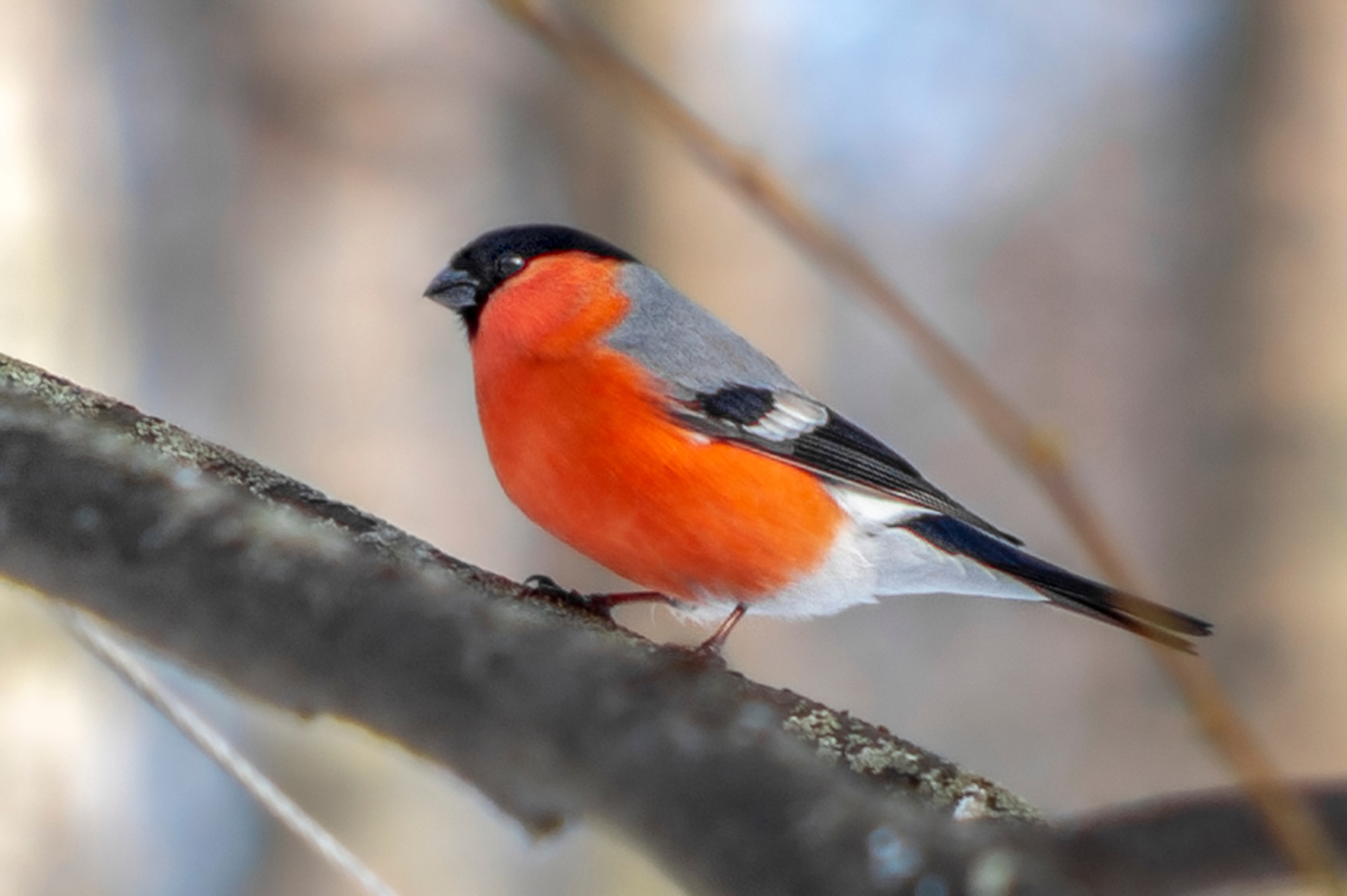 "СМОЛКНИ ПТАШКА"... (Фото Андрея Абакумова (Рязань) - Поёт Сергей Лемешев)