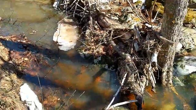 На природу _ Золотая река