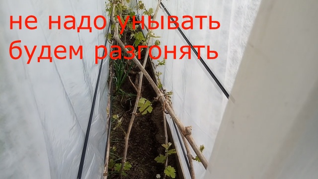 .Будем "РАЗГОНЯТЬ",вегетацию "догонять"mp4