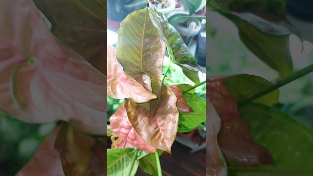 #СИНГОНИУМ Пинк Флескед ?Pink Flecked? #Сорт окрас #размножение Излишки #цветы #растения  #shorts