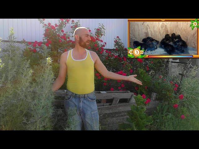 ЦЫПЛЯТА какой результат СОДЕРЖАНИЕ и КОРМЛЕНИЕ ухейилюй